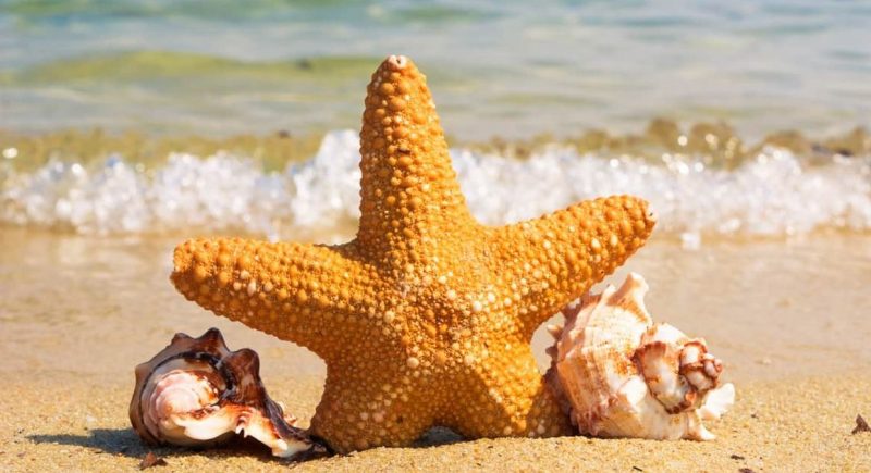 50 Examples of Echinoderms - Examples Lab