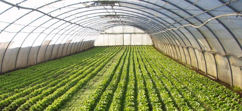 50 Examples of Horticulture (horticultural crops) - Examples Lab