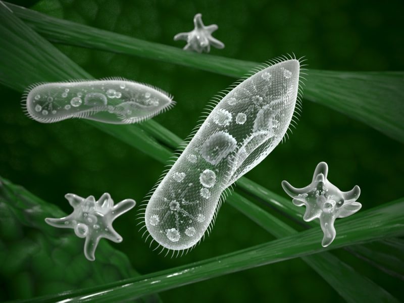 20 Examples of Microorganisms - Examples Lab