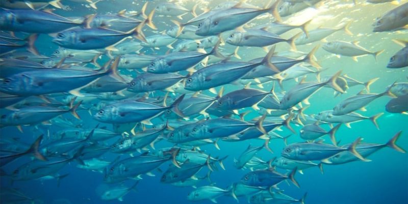 Levels of ecological organization (explained with examples) - Examples Lab