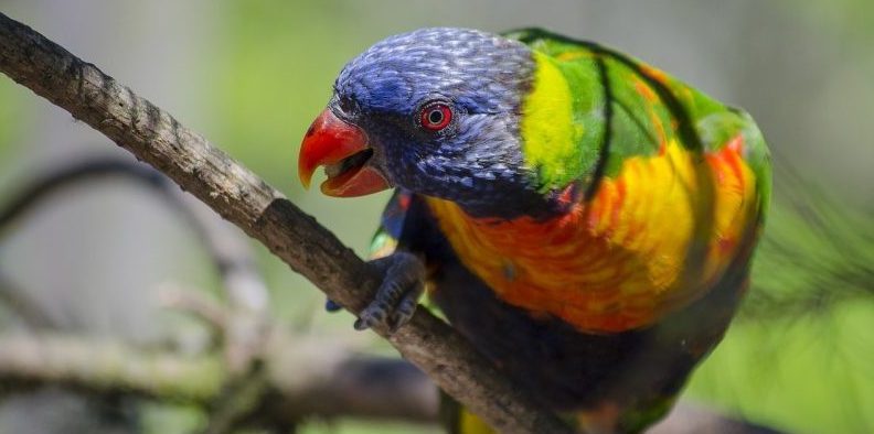 50 Examples of Birds - Examples Lab