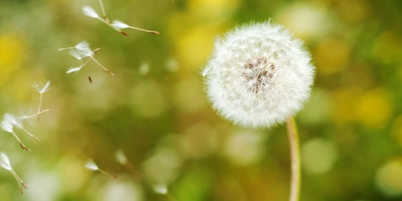 Seed dispersal: what it is and examples of dispersal - Examples Lab